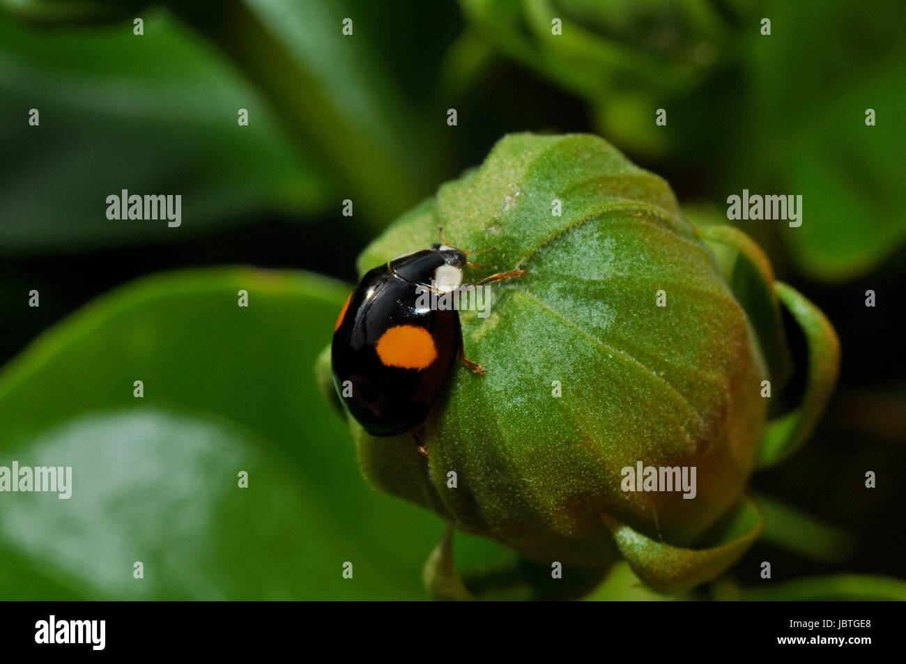 nierenfleckiger ball ladybug - chilocorus renipustulatus Stock Photo ...