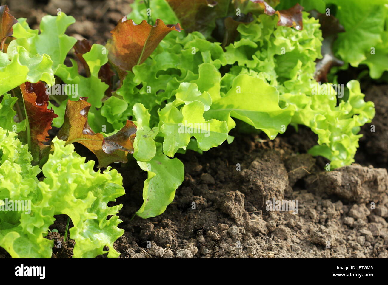 Fresh green aand red curly lettuce growing in bed. Ssalad background ...