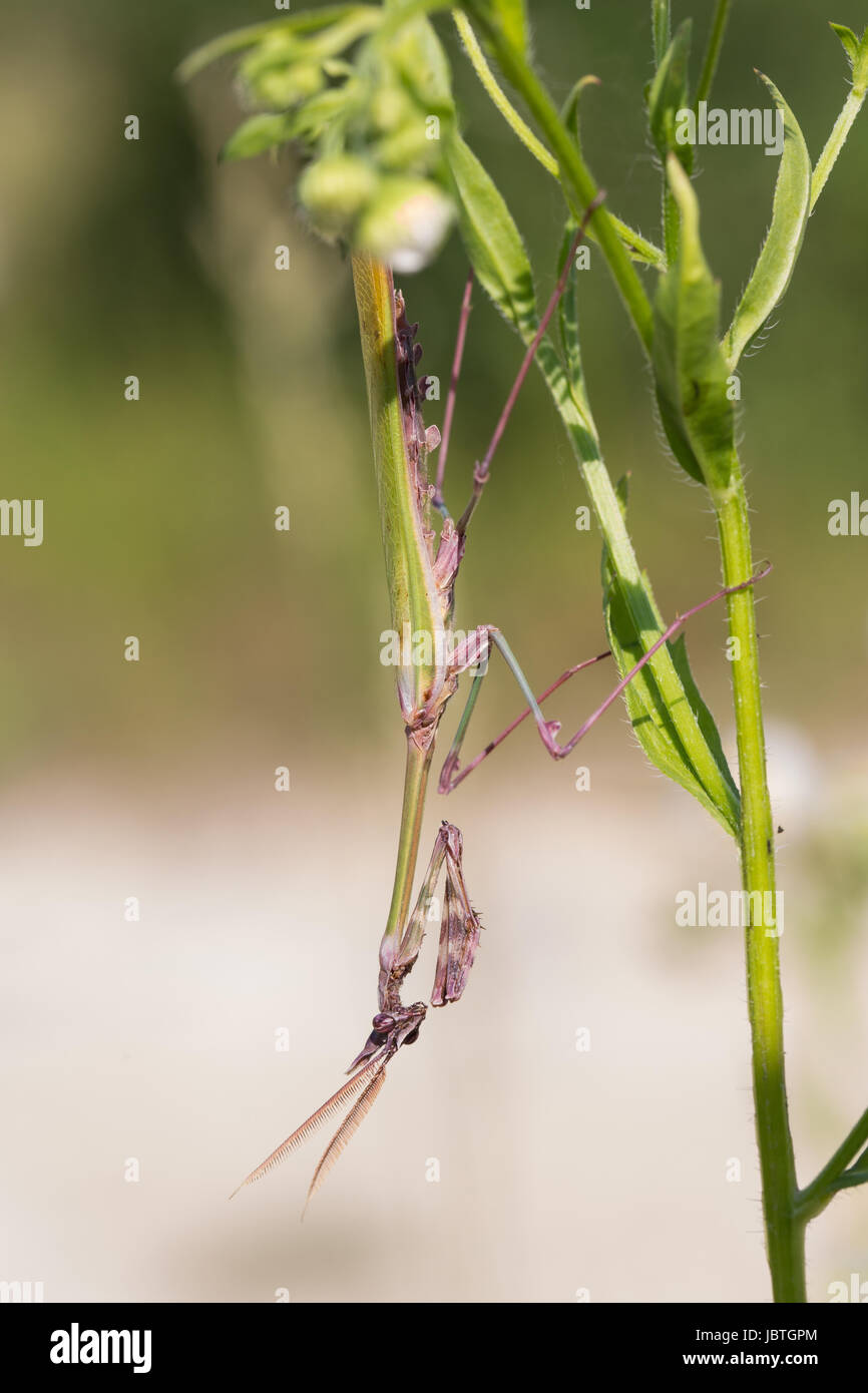 Empusa fasciata - conehead mantis Stock Photo - Alamy