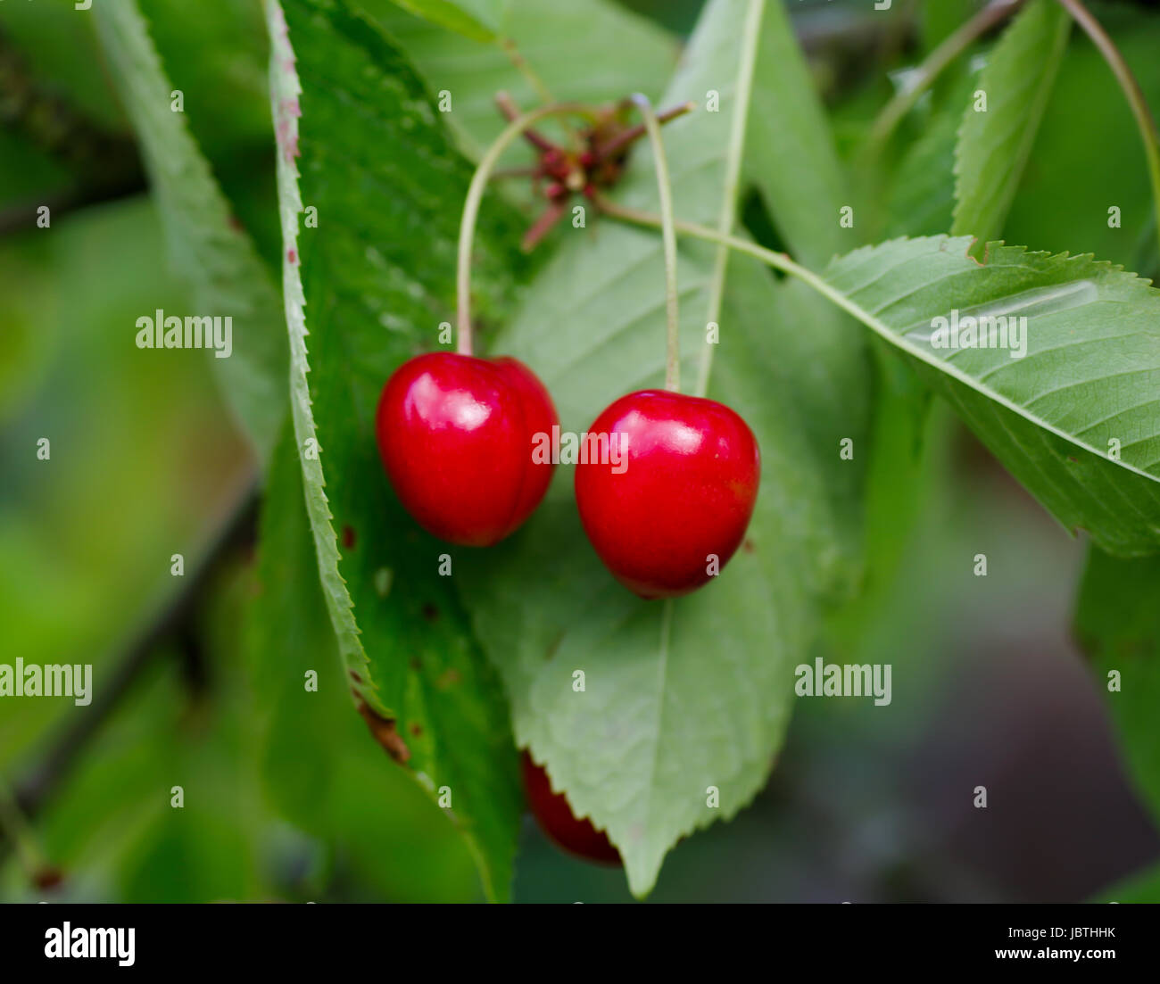 Kirschen am Baum Stock Photo - Alamy