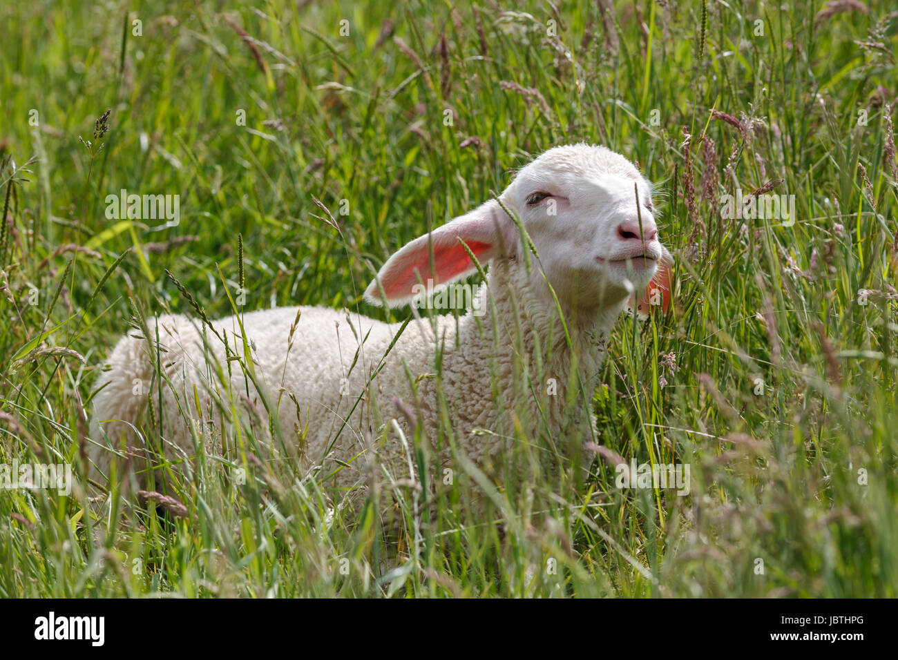 Blockhead Animals High Resolution Stock Photography and Images - Alamy