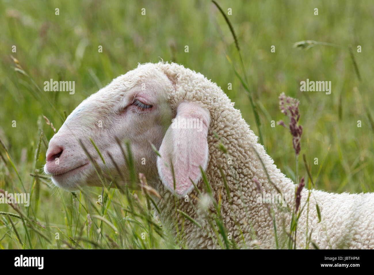 Merinolandschafe hi-res stock photography and images - Alamy