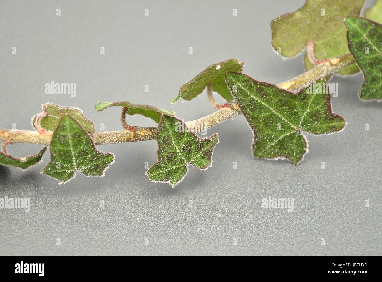 Detailed but simple image of iced ivy Stock Photo - Alamy