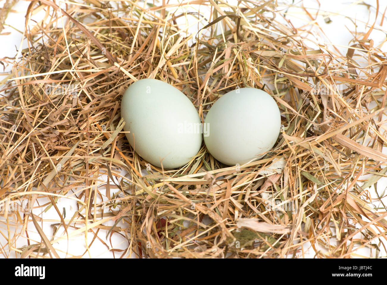 eggs in the nest Stock Photo - Alamy