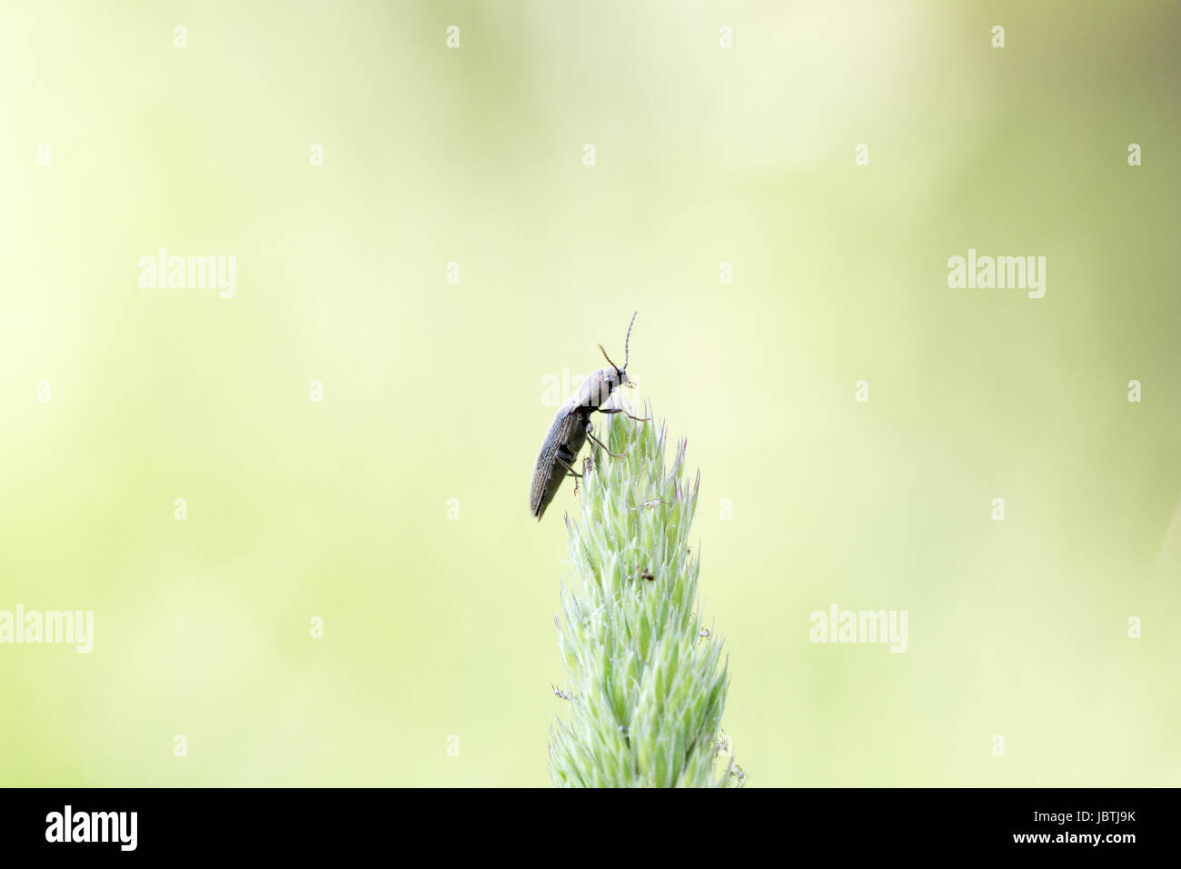 Lined click beetle (Agriotes lineatus) stands on top of single grass ...