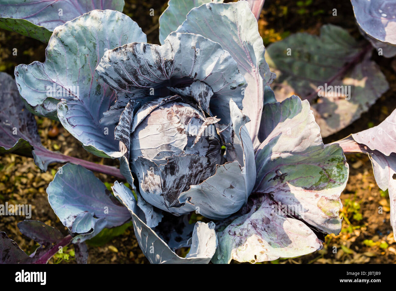 Rotkohl im Garten, Red Cabbage in a Garden Stock Photo - Alamy