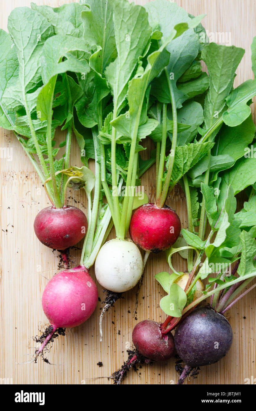 Fresh radishes dug out from a garden vegetable plot, East Sussex,UK ...