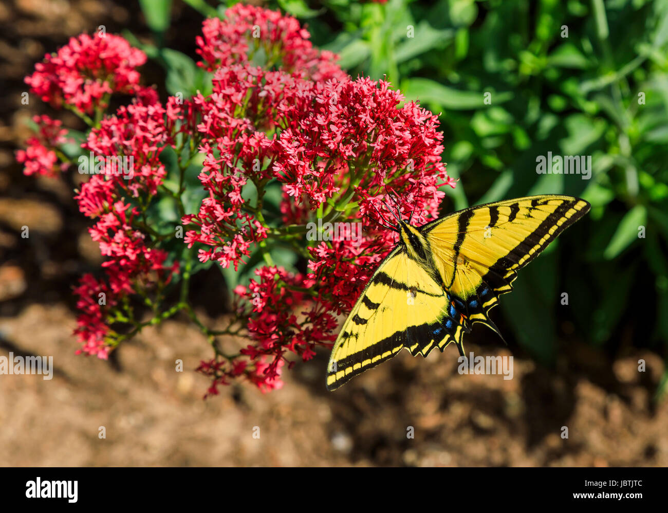 A Tiger Swallowtail Butterfly (Papilio glaucus) on the blossom a Red ...