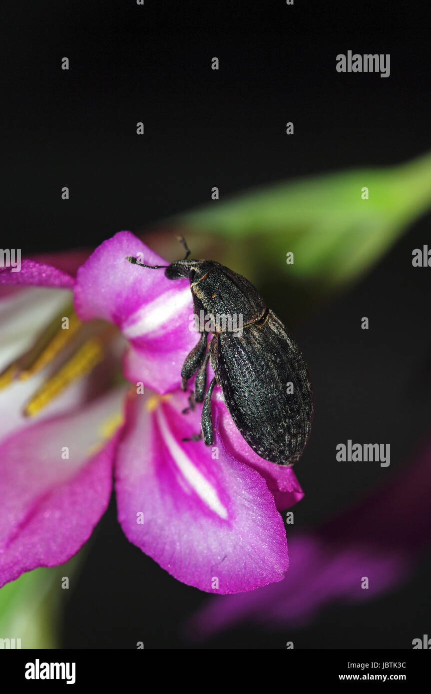 Black coleopter hi-res stock photography and images - Alamy