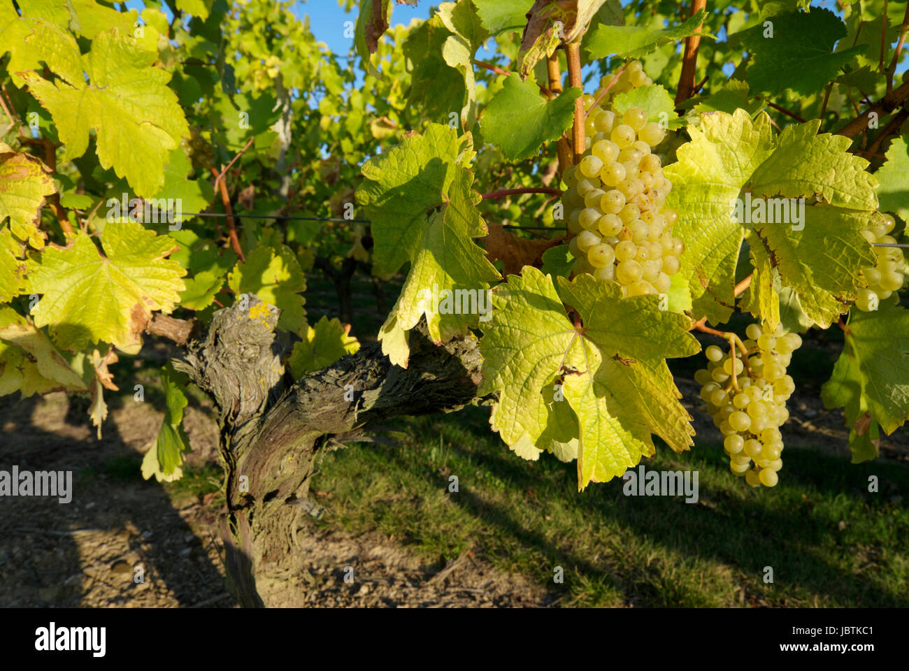 Cateaux du layon hi-res stock photography and images - Alamy