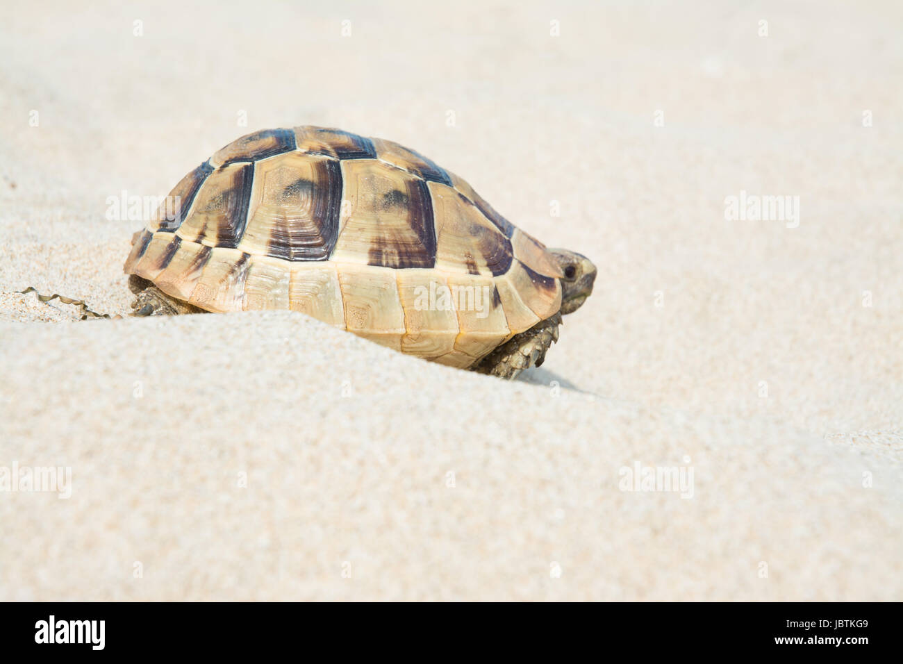 Turtle crawl hi-res stock photography and images - Alamy