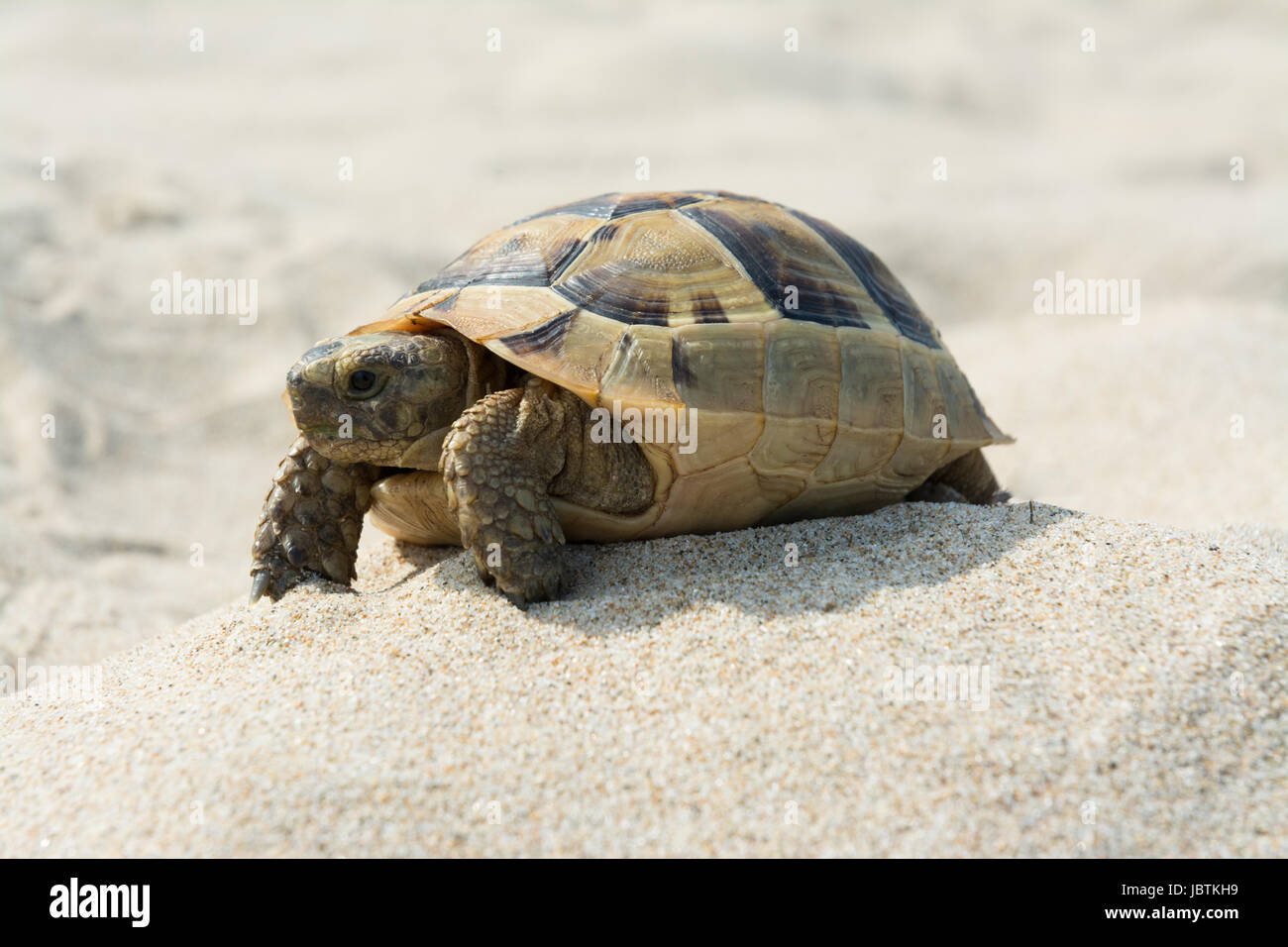 Calm turtle hi-res stock photography and images - Alamy