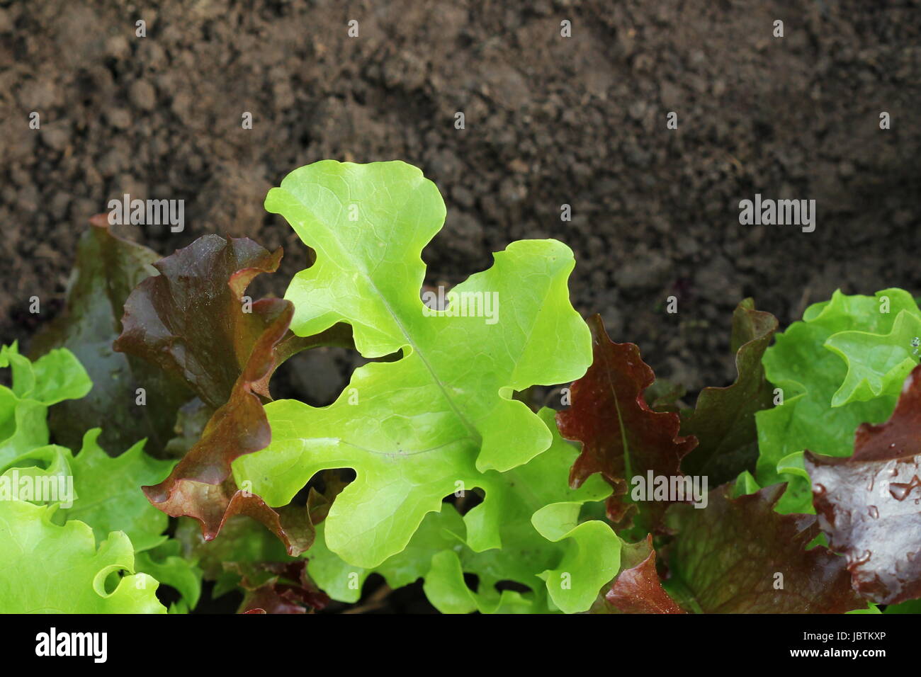 Fresh green aand red curly lettuce growing in bed. Ssalad background ...