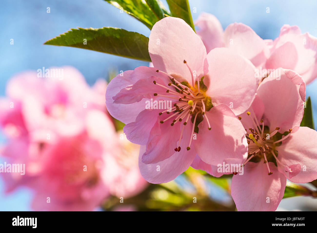 Beautiful peach flower on branch Stock Photo - Alamy