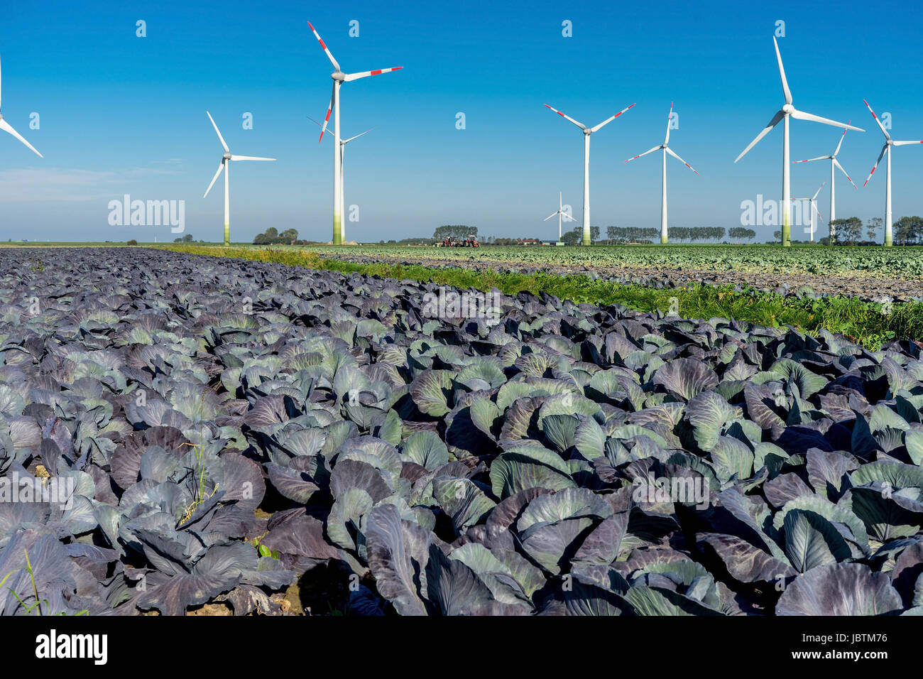 Cabbage harvest in Ditmarsh, Schleswig Holstein, the Federal Republic ...