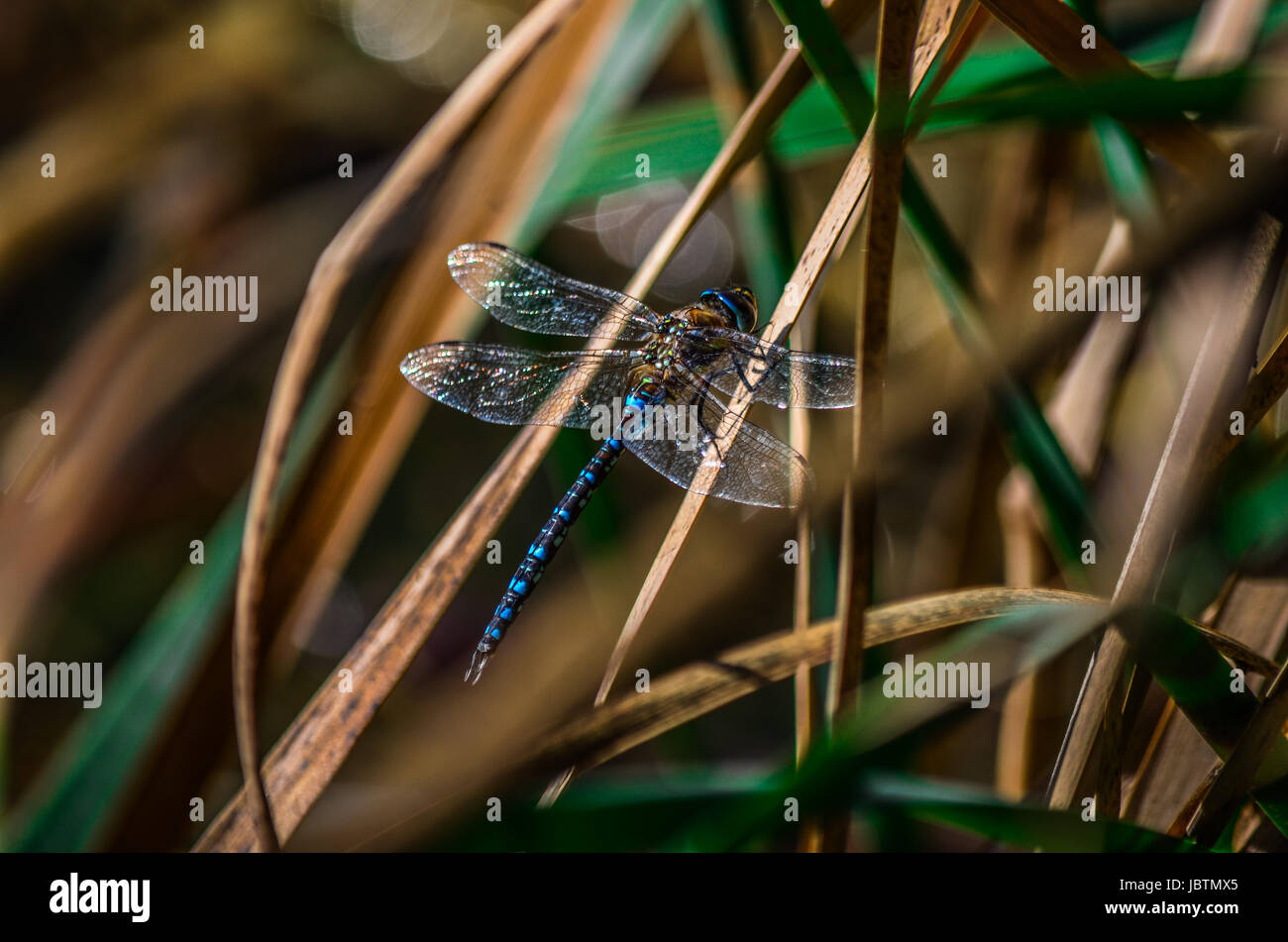 Blue brown dragonfly hi-res stock photography and images - Alamy