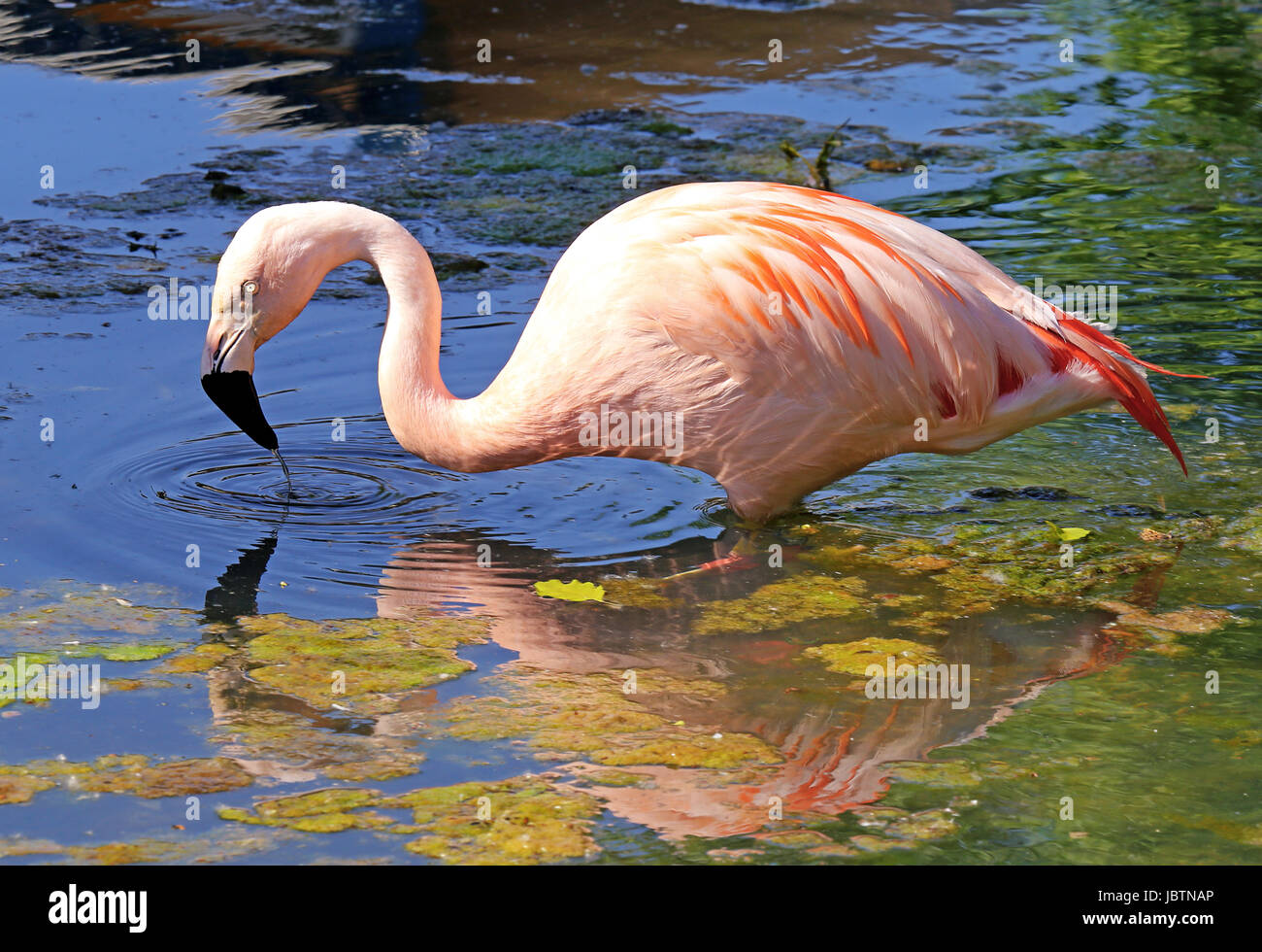 Rose coloured flamingo hi-res stock photography and images - Alamy