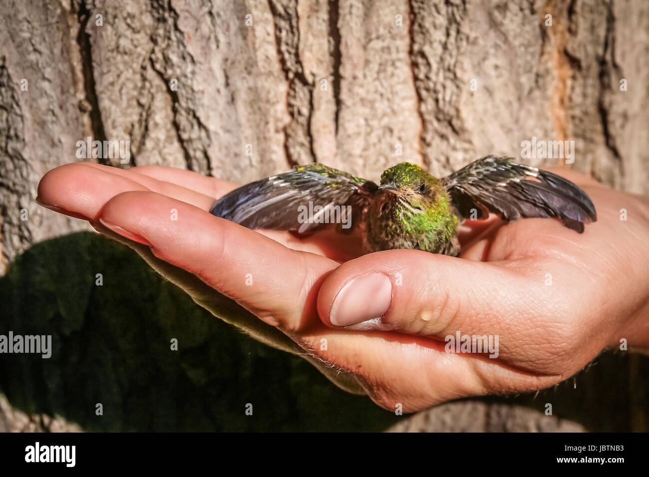 Little green hummingbird in a protective human hand Stock Photo - Alamy