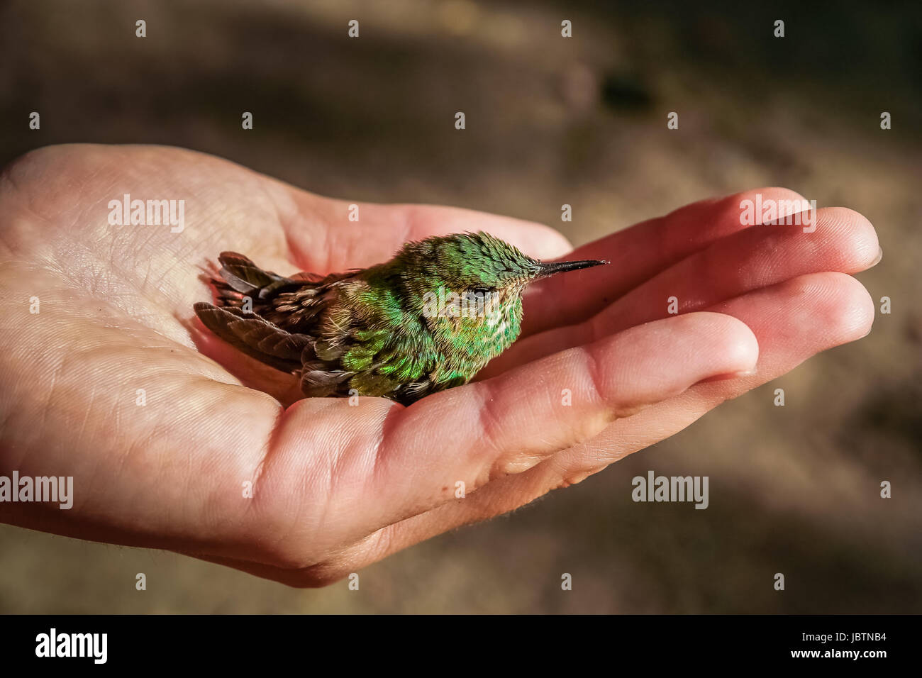 Saved a rare species hi-res stock photography and images - Alamy