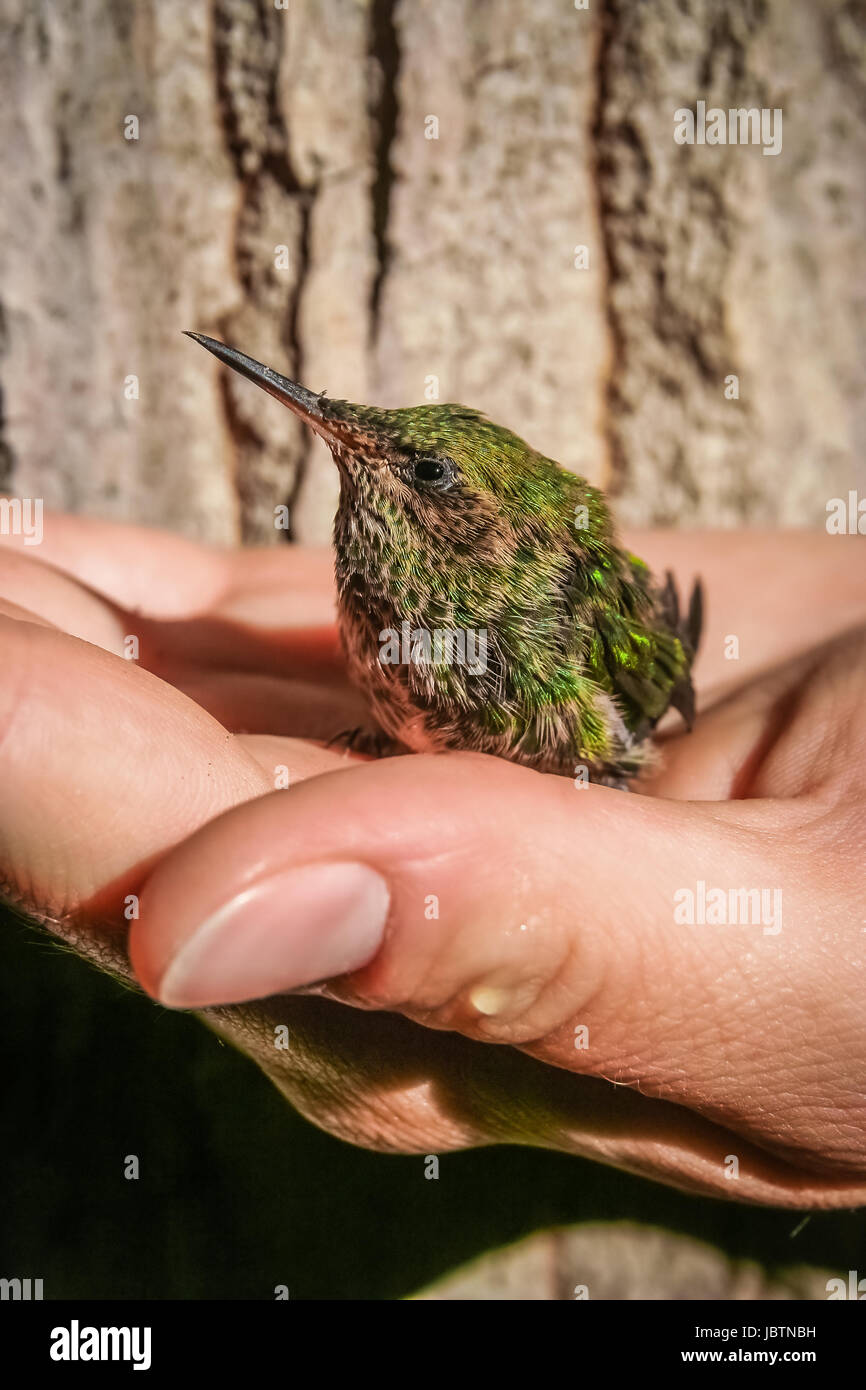 Little green hummingbird in a protective human hand Stock Photo - Alamy