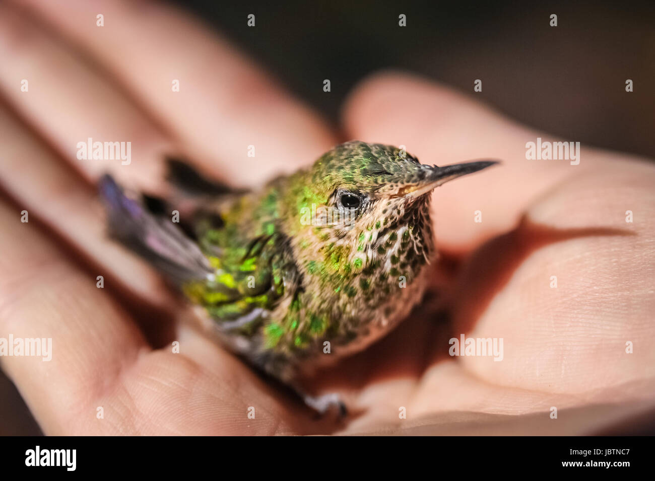 Little green hummingbird in a protective human hand Stock Photo - Alamy
