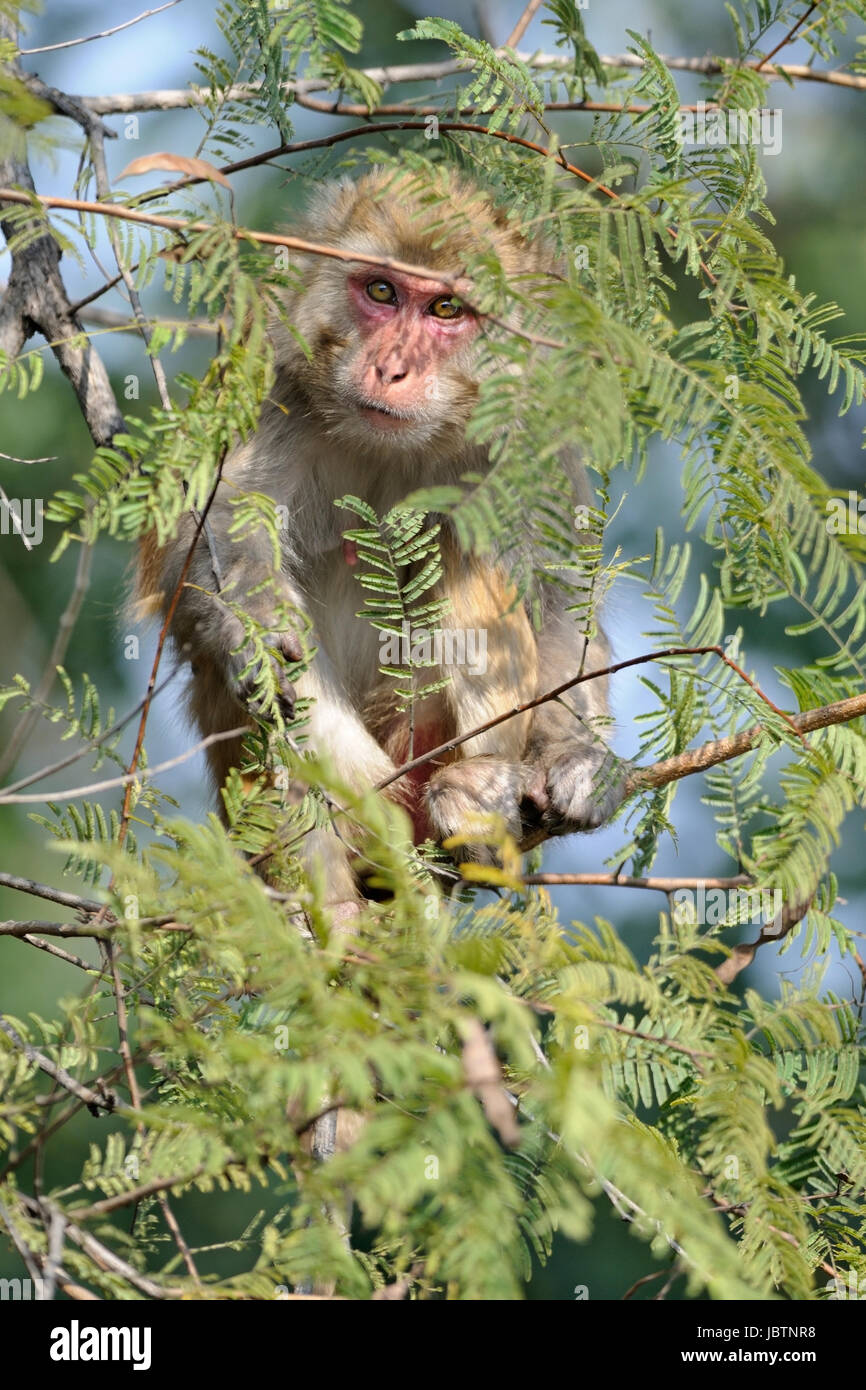 Rhesusaffe, Macaca mulatta Stock Photo - Alamy
