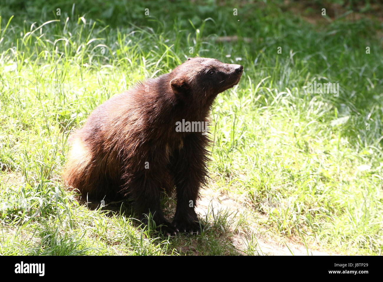 Wolverine Glutton Carcajou Gulo Gulo High Resolution Stock Photography ... Wolverine Glutton Carcajou Gulo Gulo High Resolution Stock Photography ...