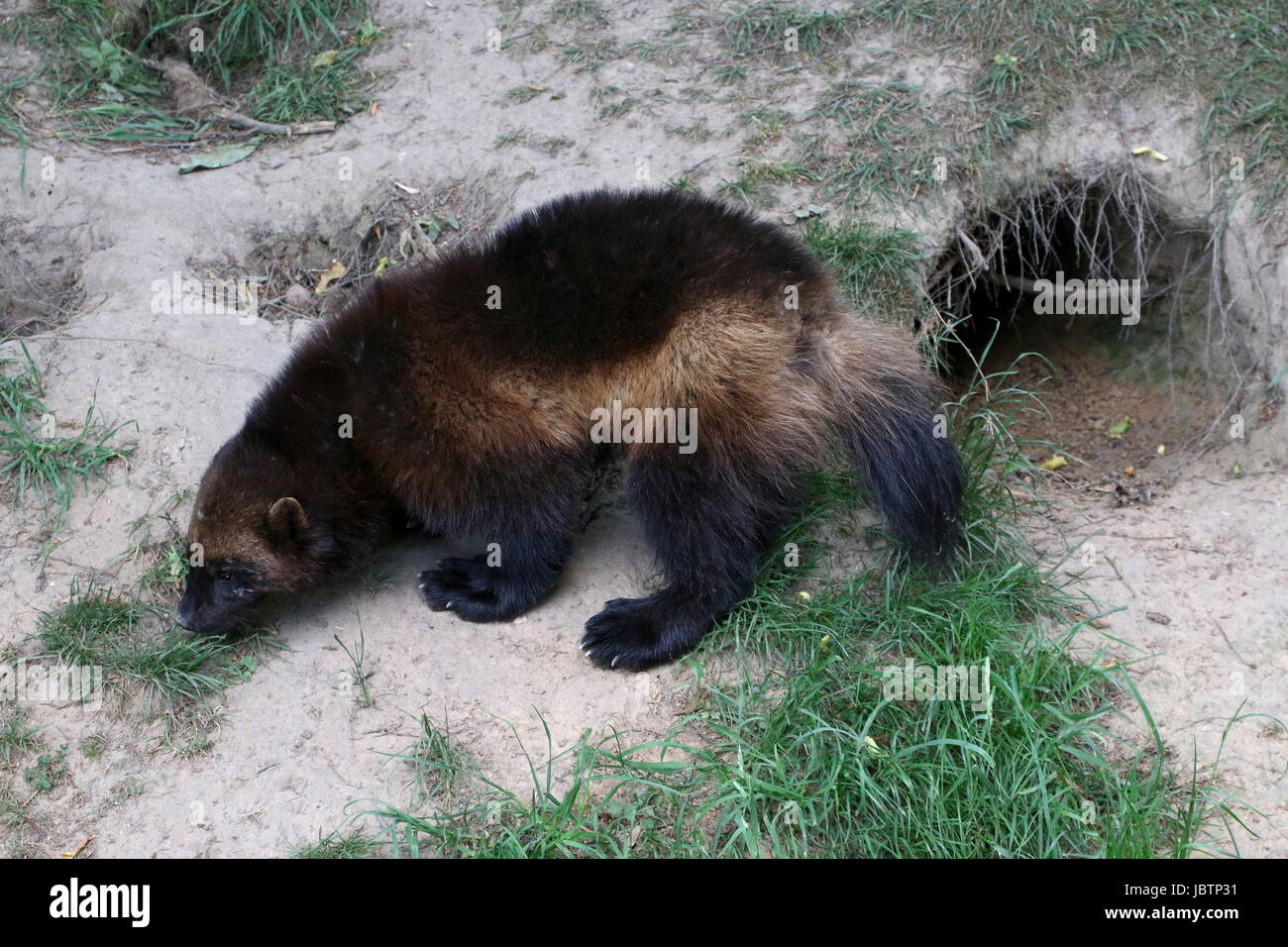Glotón gulo gulo hi-res stock photography and images - Alamy