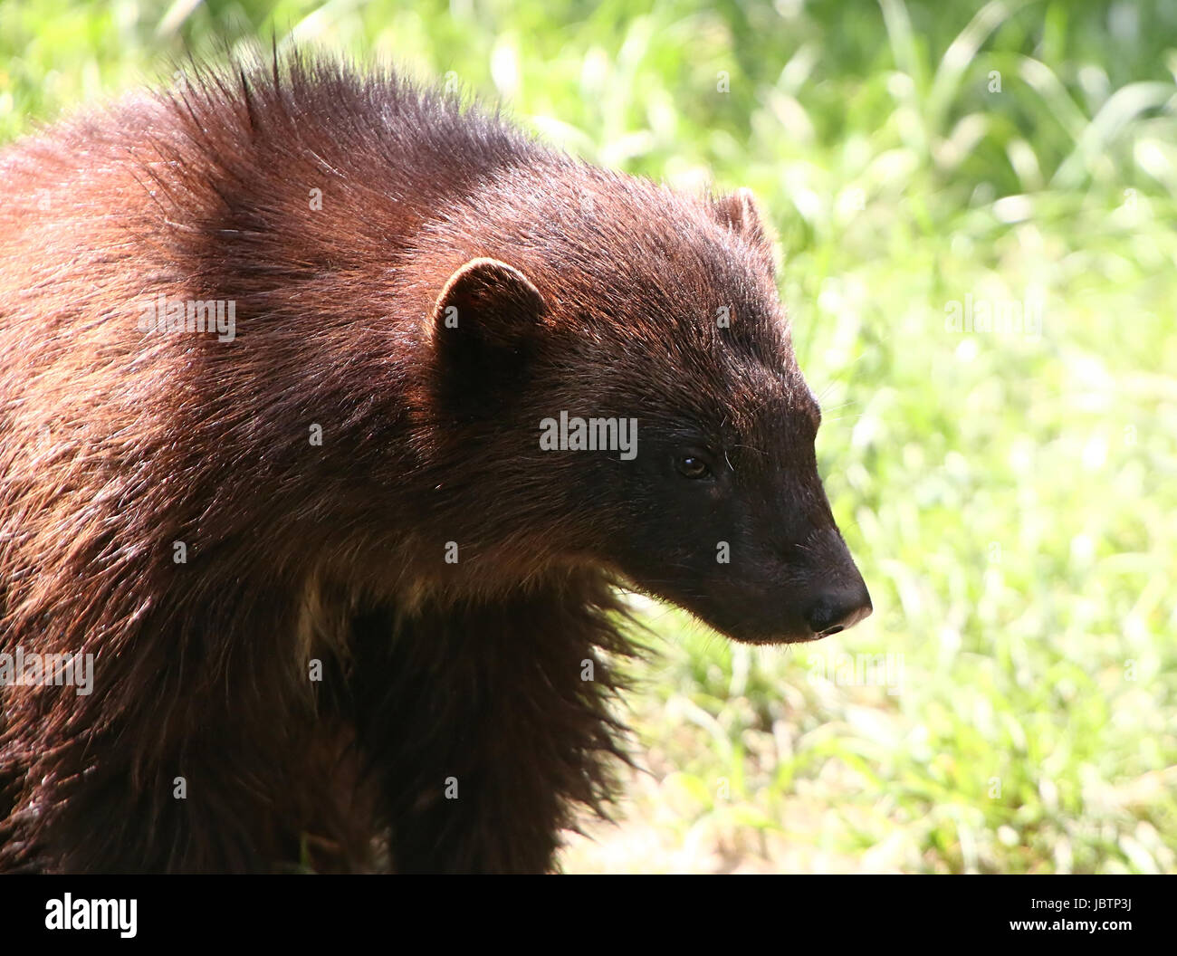 Wolverine glutton carcajou gulo gulo hi-res stock photography and ... Wolverine glutton carcajou gulo gulo hi-res stock photography and ...