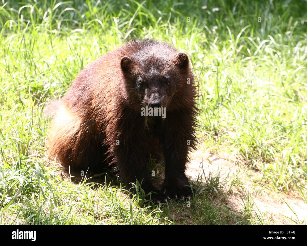 North American / Eurasian Wolverine (Gulo Gulo Stock Photo - Alamy