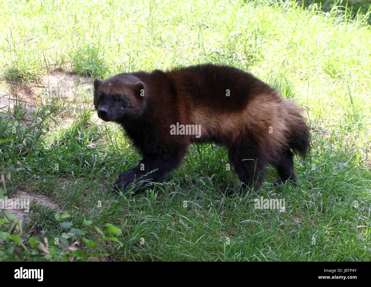 North American / Eurasian Wolverine (Gulo Gulo Stock Photo - Alamy