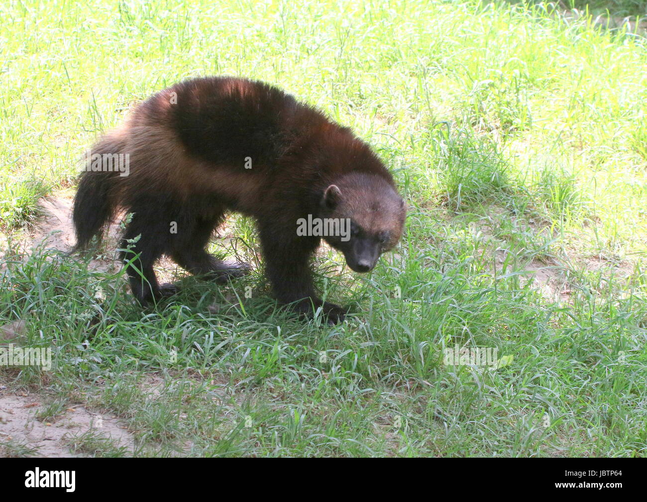 Wolverene (gulo gulo) hi-res stock photography and images - Alamy