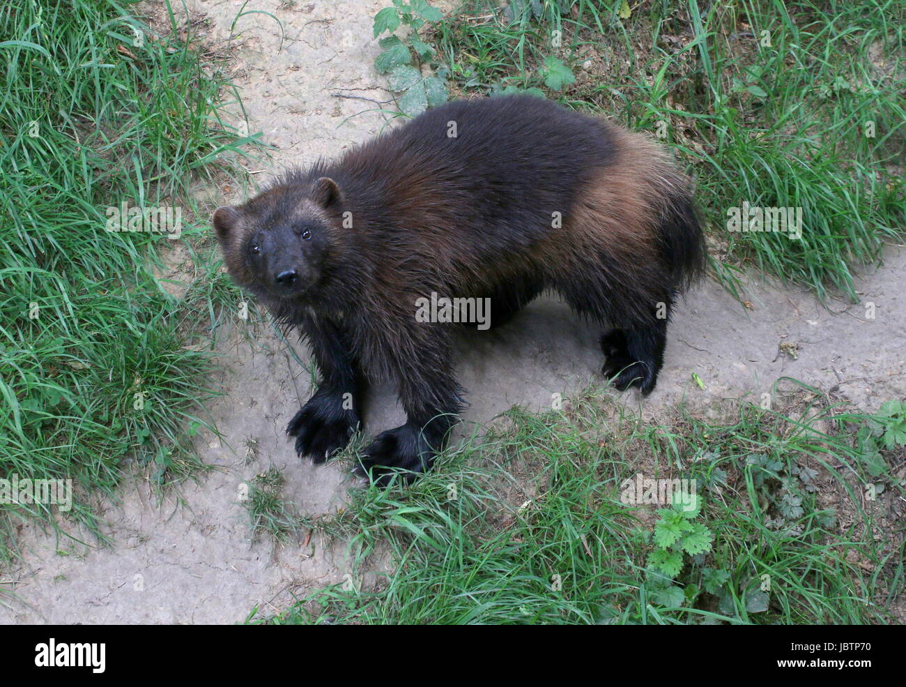 Wolverine glutton carcajou gulo gulo hi-res stock photography and ...