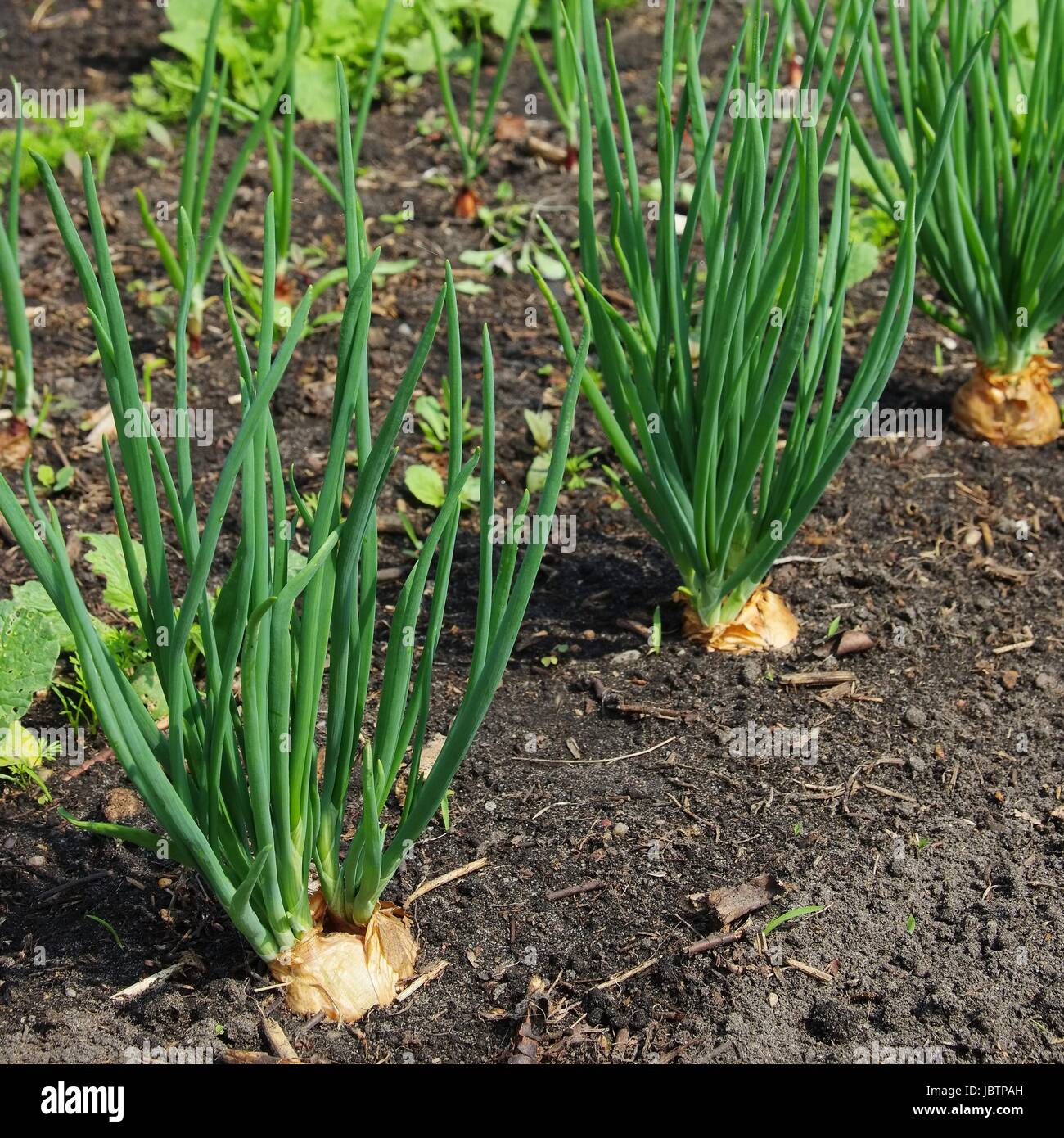 Schalotten im Garten - Shallot in garden 05 Stock Photo - Alamy