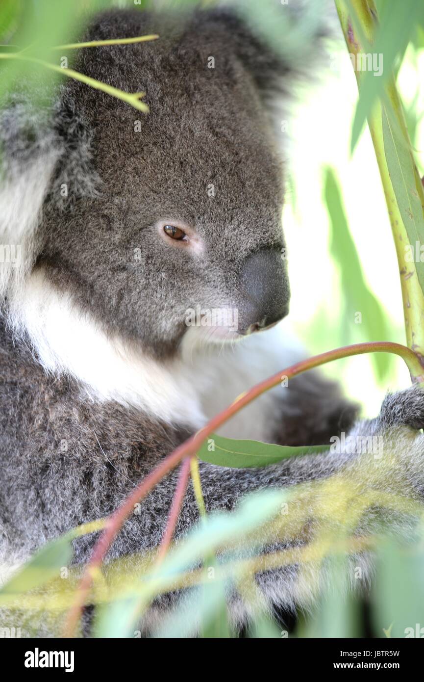 A close up shot of an Australian Koala Stock Photo - Alamy