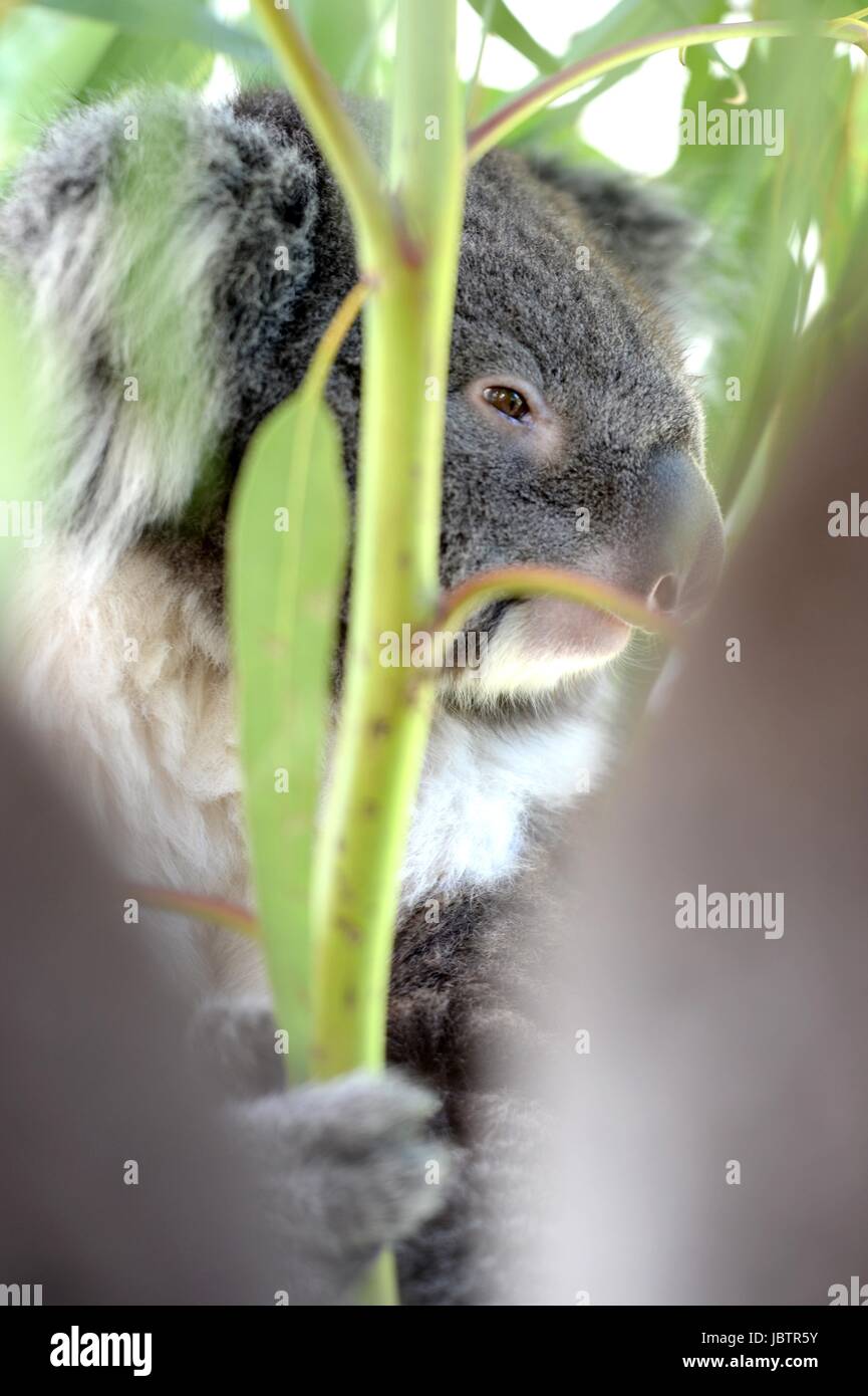 A close up shot of an Australian Koala Stock Photo - Alamy