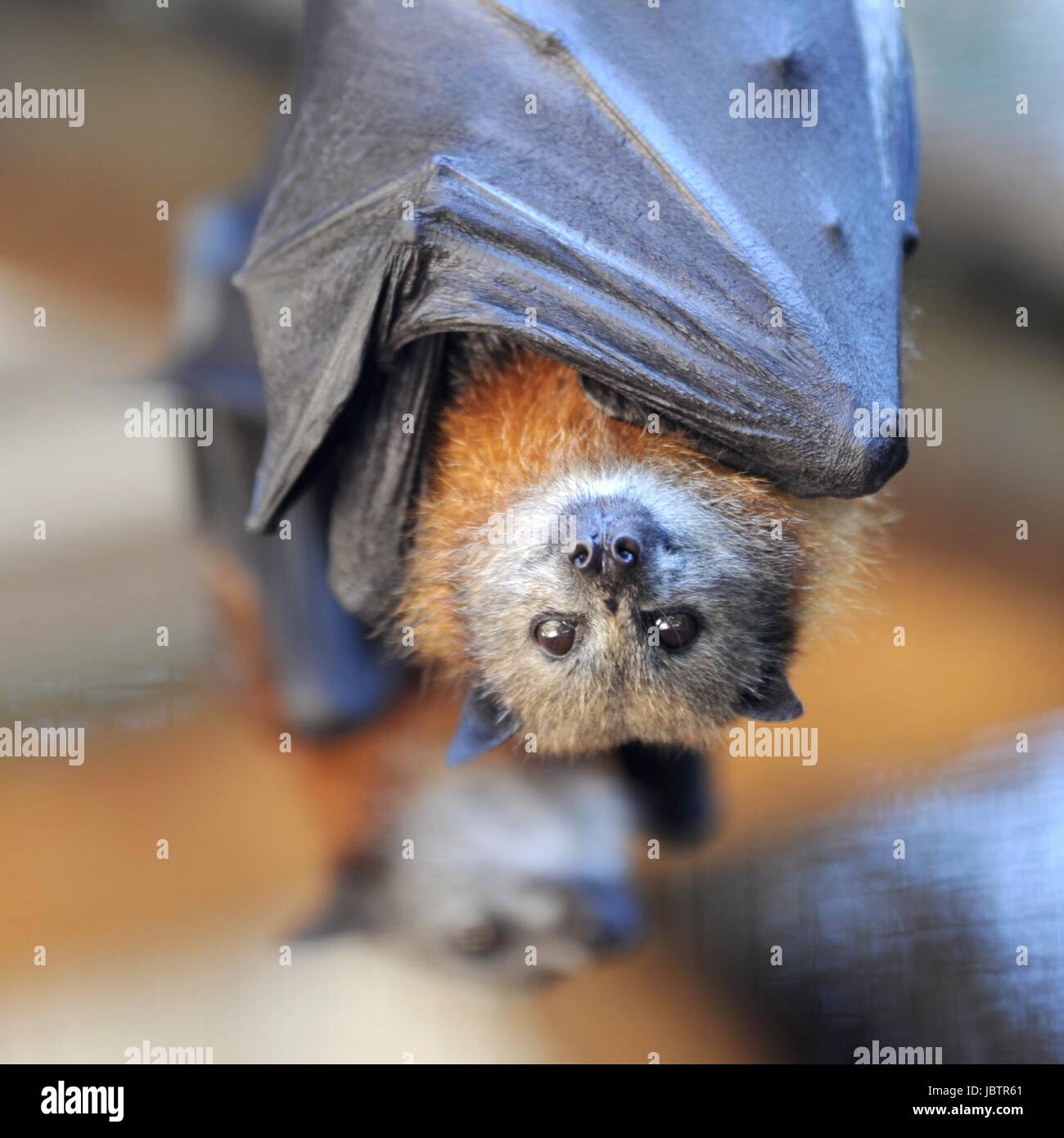 A close up Shot of an Australian Flying Fox Stock Photo - Alamy