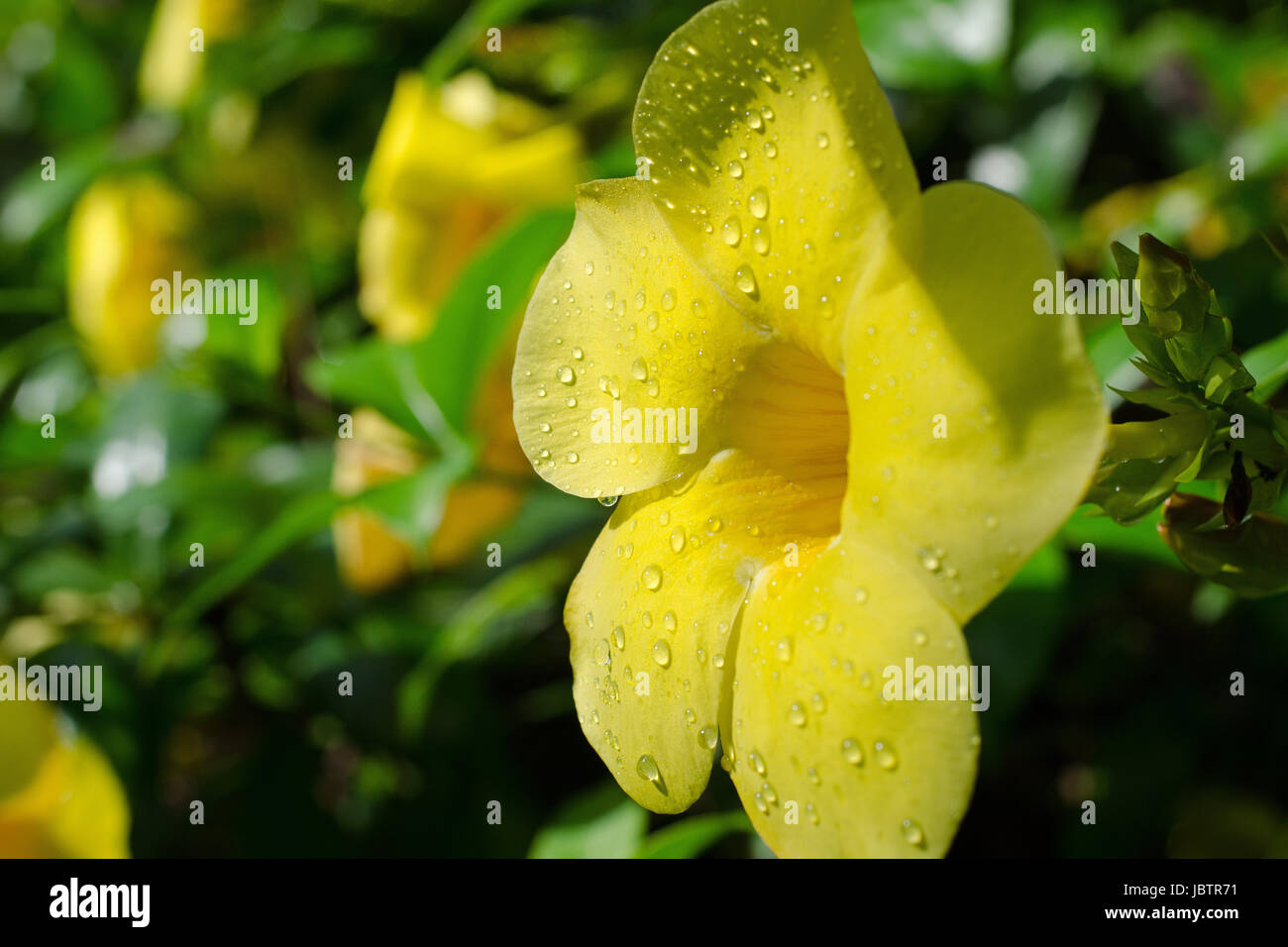 Yellow flower with morning dew drops Stock Photo - Alamy