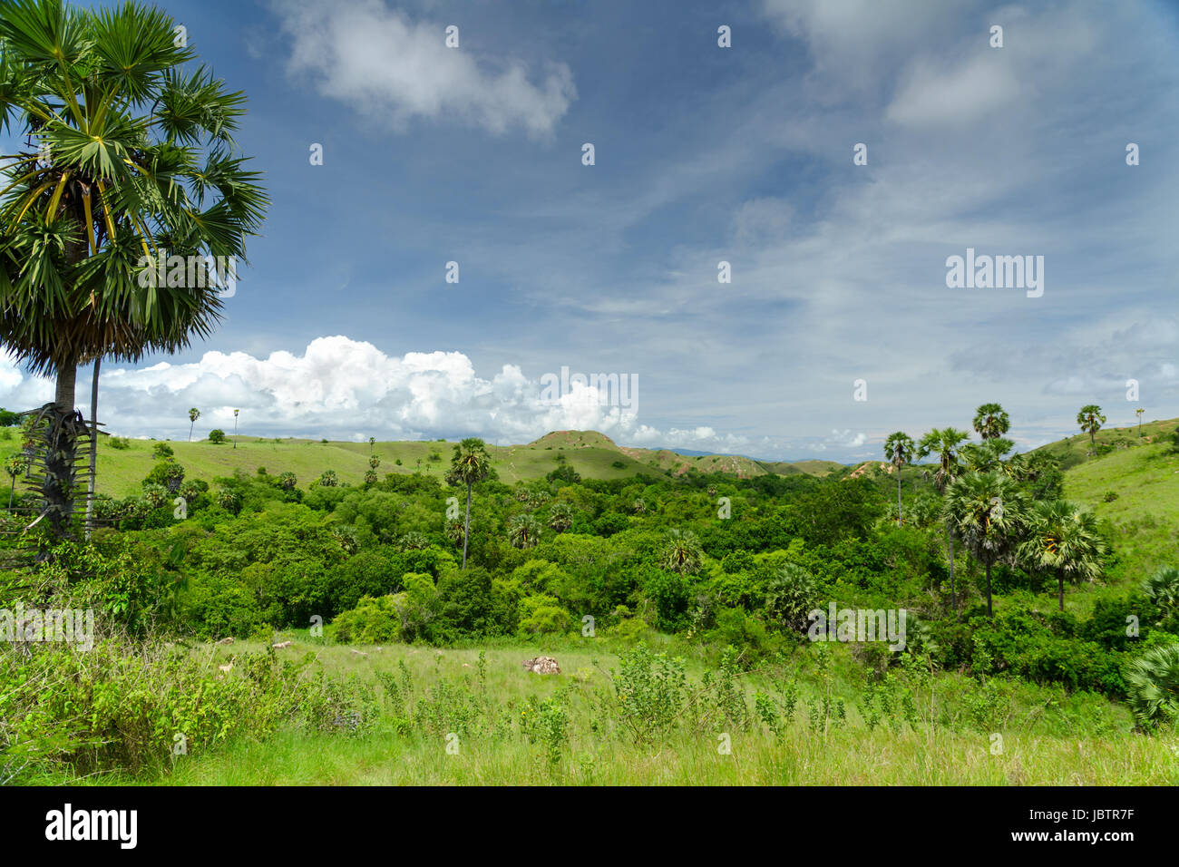 green fodder green food Stock Photo - Alamy