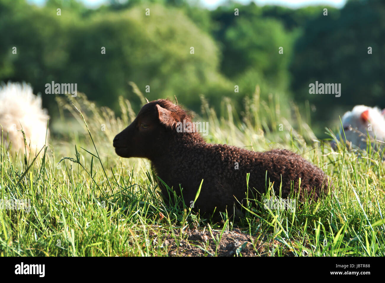 Lamb peeking hi-res stock photography and images - Alamy