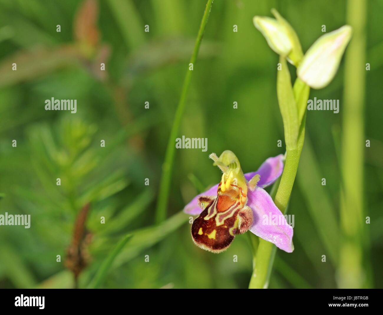 bee orchid (ophrys apifera Stock Photo - Alamy