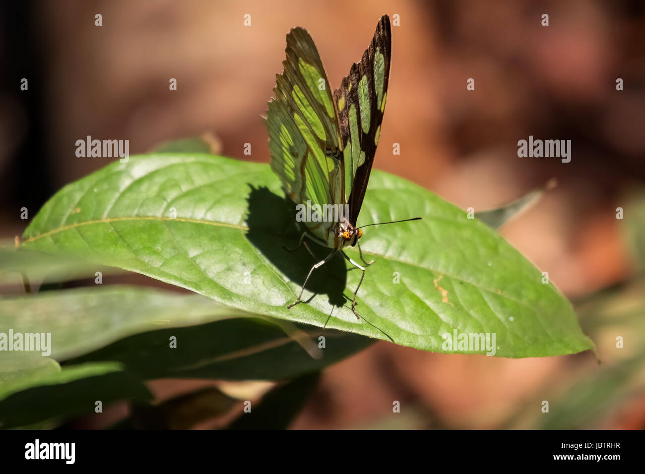 Brazil Butterfly High Resolution Stock Photography and Images - Alamy