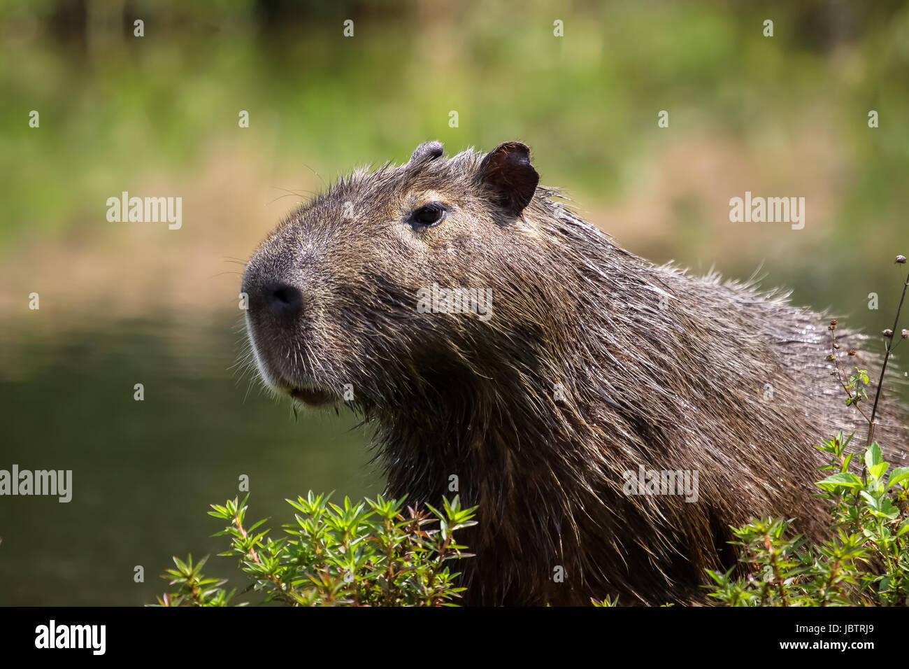 Close up of a Capybara, Pantanal, Brazil Stock Photo - Alamy