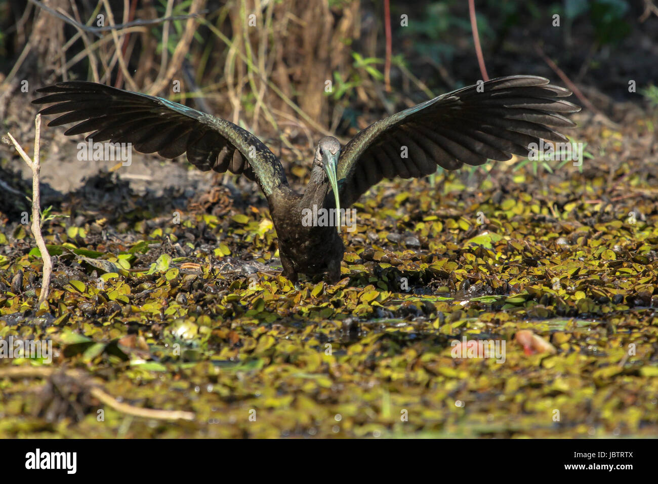 Green ibis searching on food with spread wings,Pantanal, Brazil Stock ...