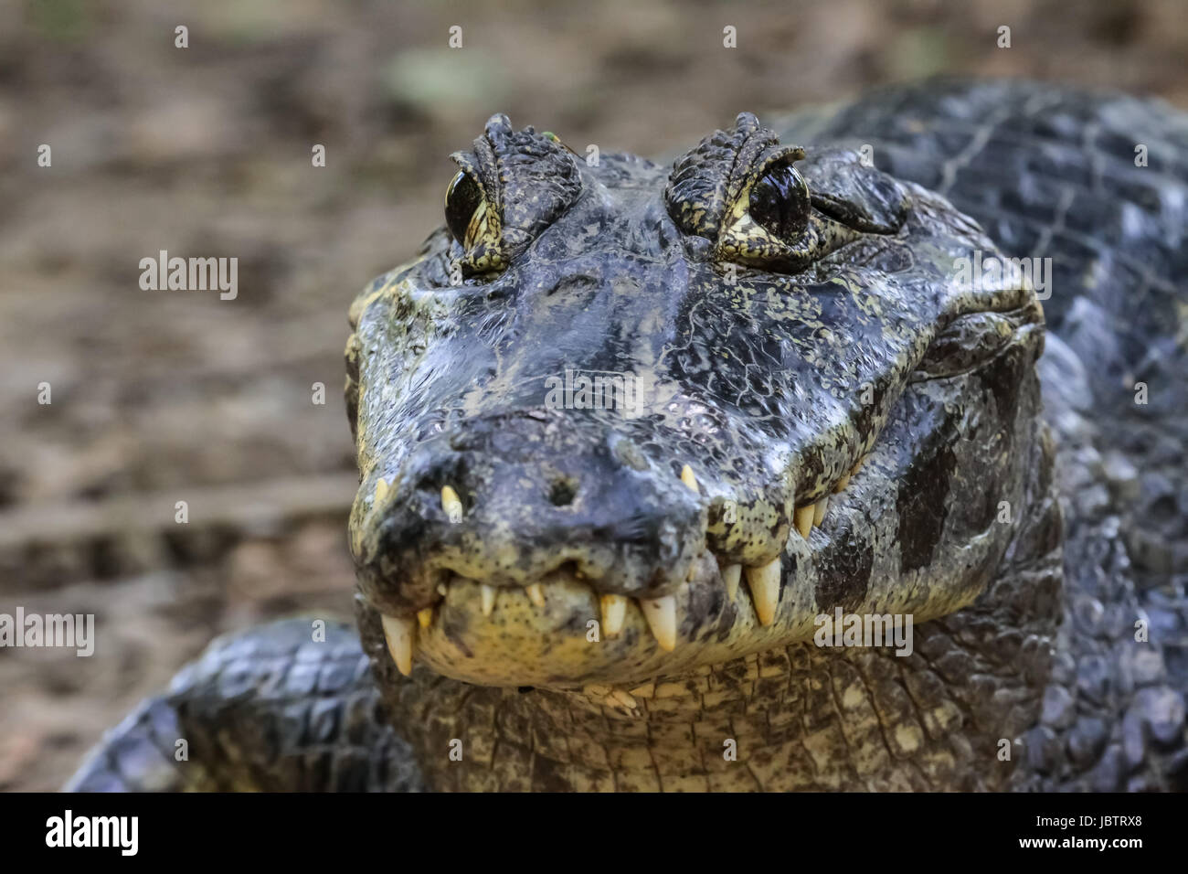 Black caiman hi-res stock photography and images - Alamy