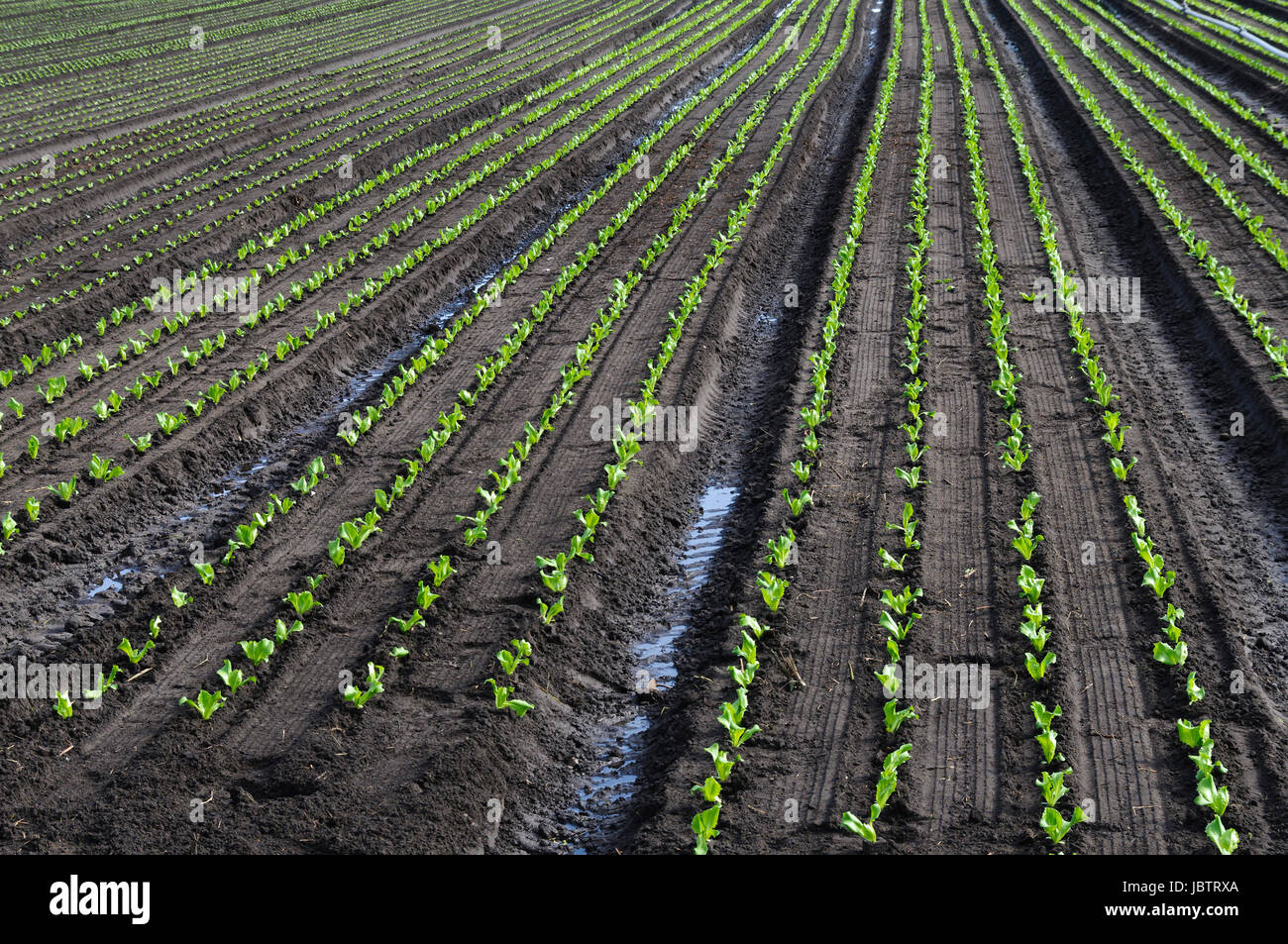 Feld mit Nutzpflanzen in reihen als landwirtschaftlicher Hintergrund ...