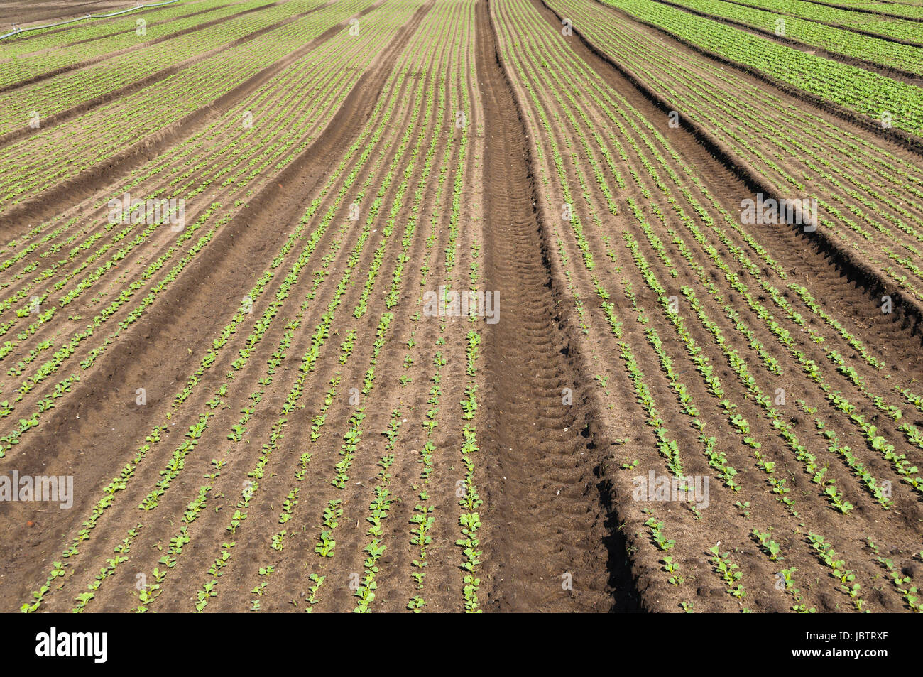 Feld mit Nutzpflanzen in reihen als landwirtschaftlicher Hintergrund ...