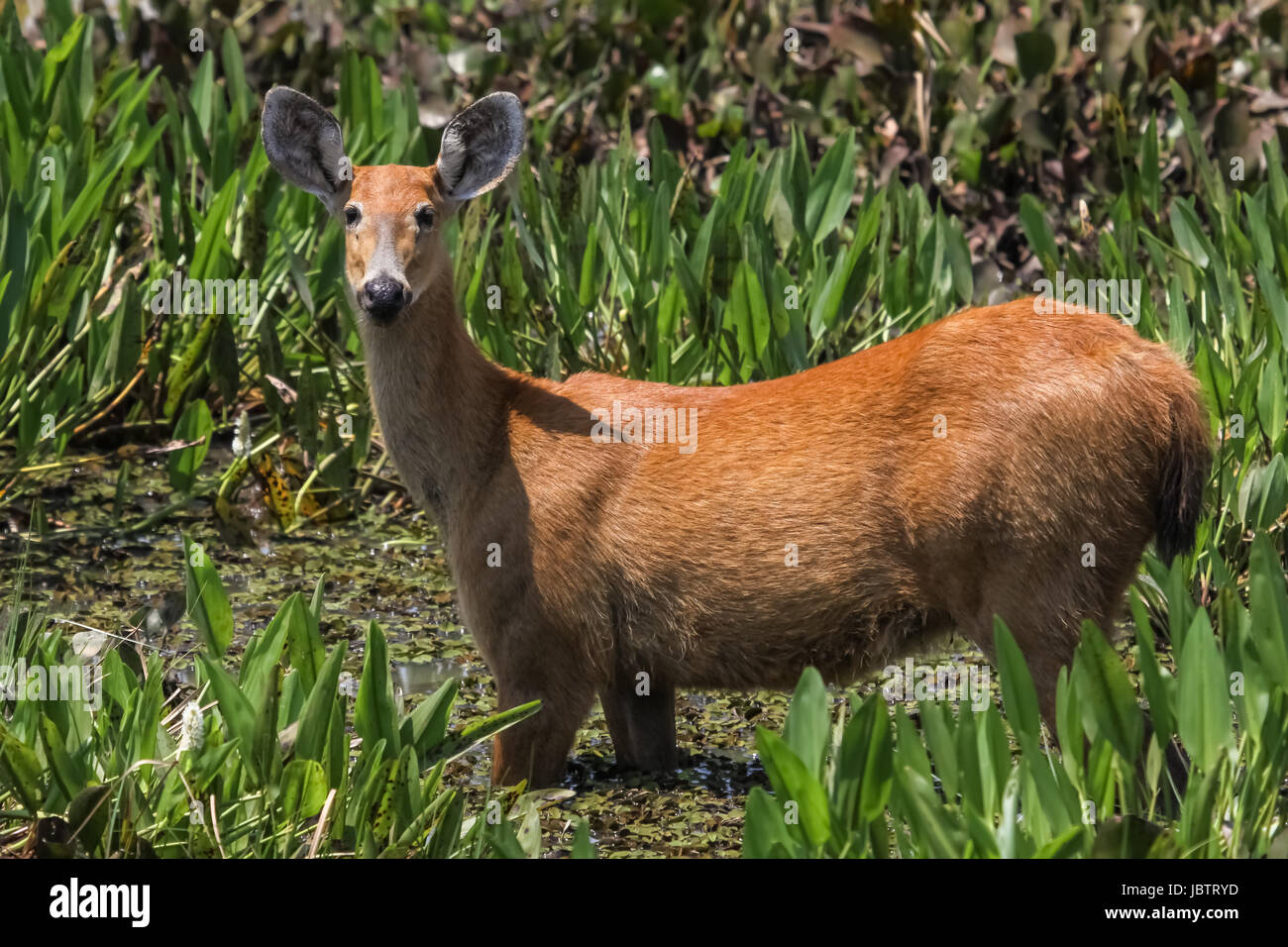 Marsh deer brazil pantanal hi-res stock photography and images - Alamy