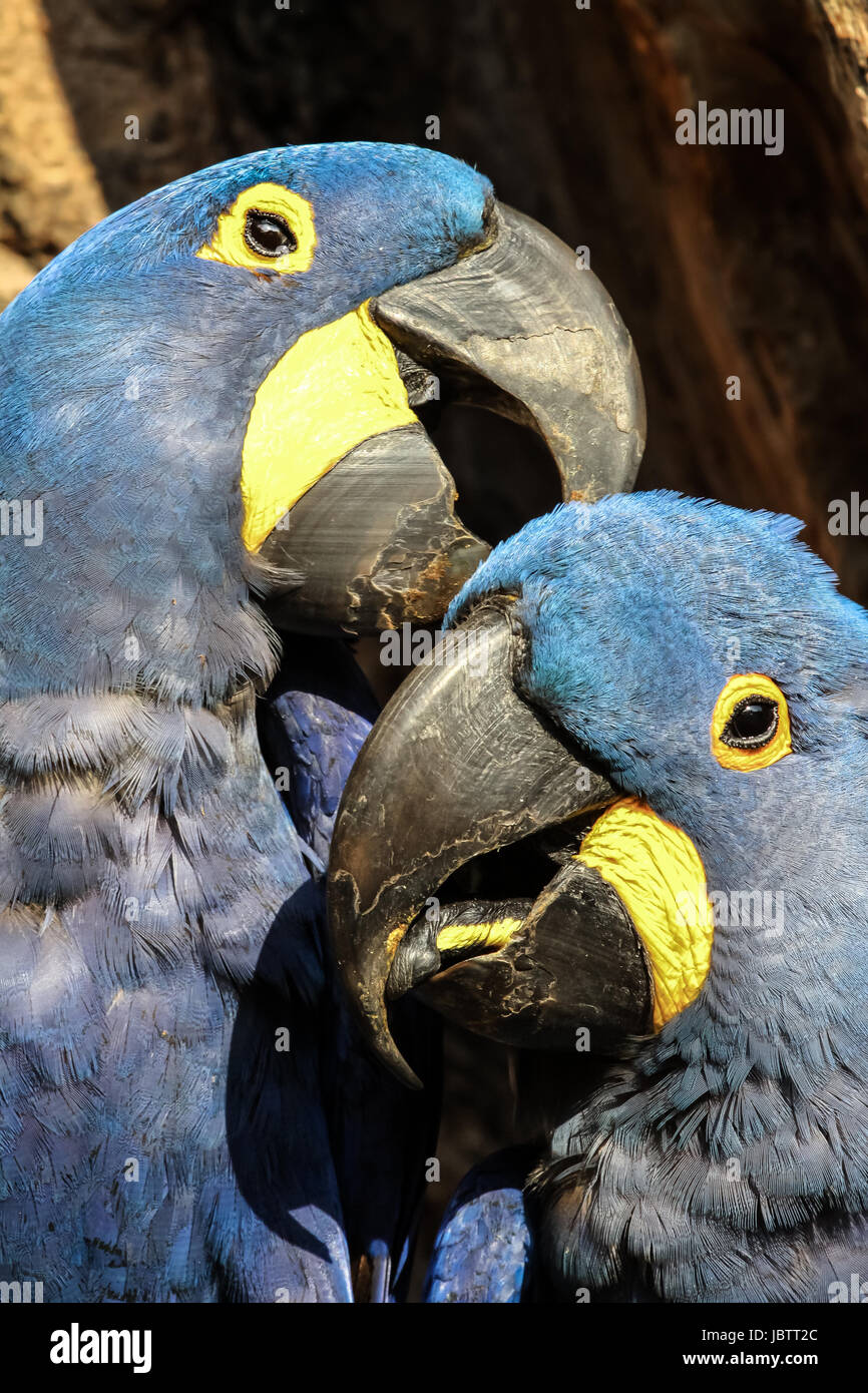 Portrait of Hyacinth macaws nestling together in a tree hole, Pantanal ...