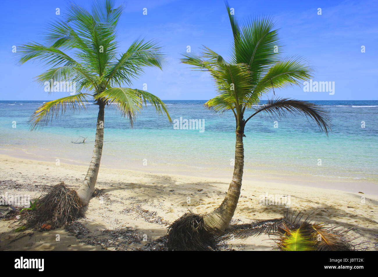 two greenpalm trees at caribbean beach Stock Photo - Alamy